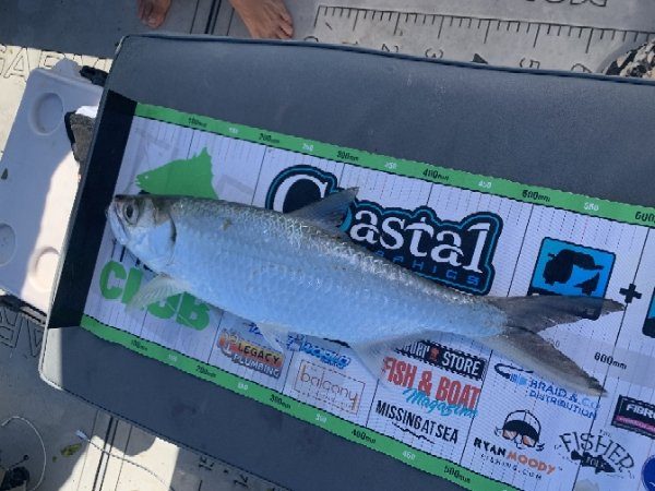 Trophy Fish Leaderboard | Australian National Sportsfishing Association ...